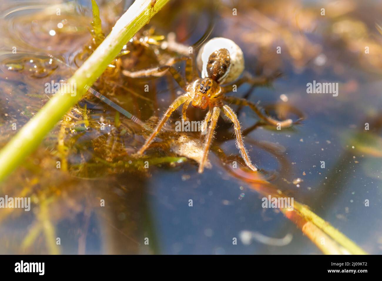 L'araignée de chasse femelle (Pardosa sp) chasse sur l'eau à travers le ...