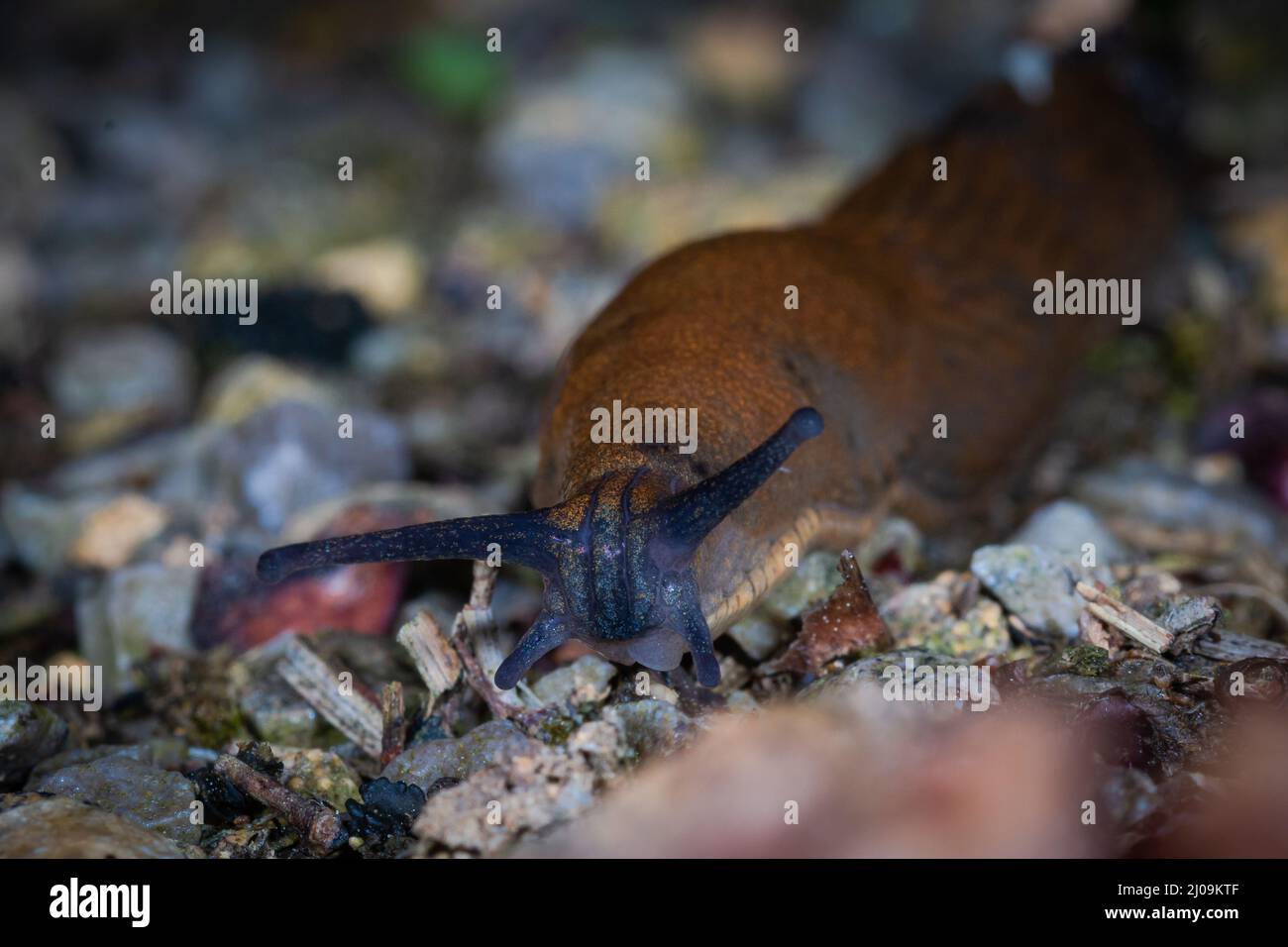 Cette grande limace rouge (Arion rufus) glisse le long du chemin de ...