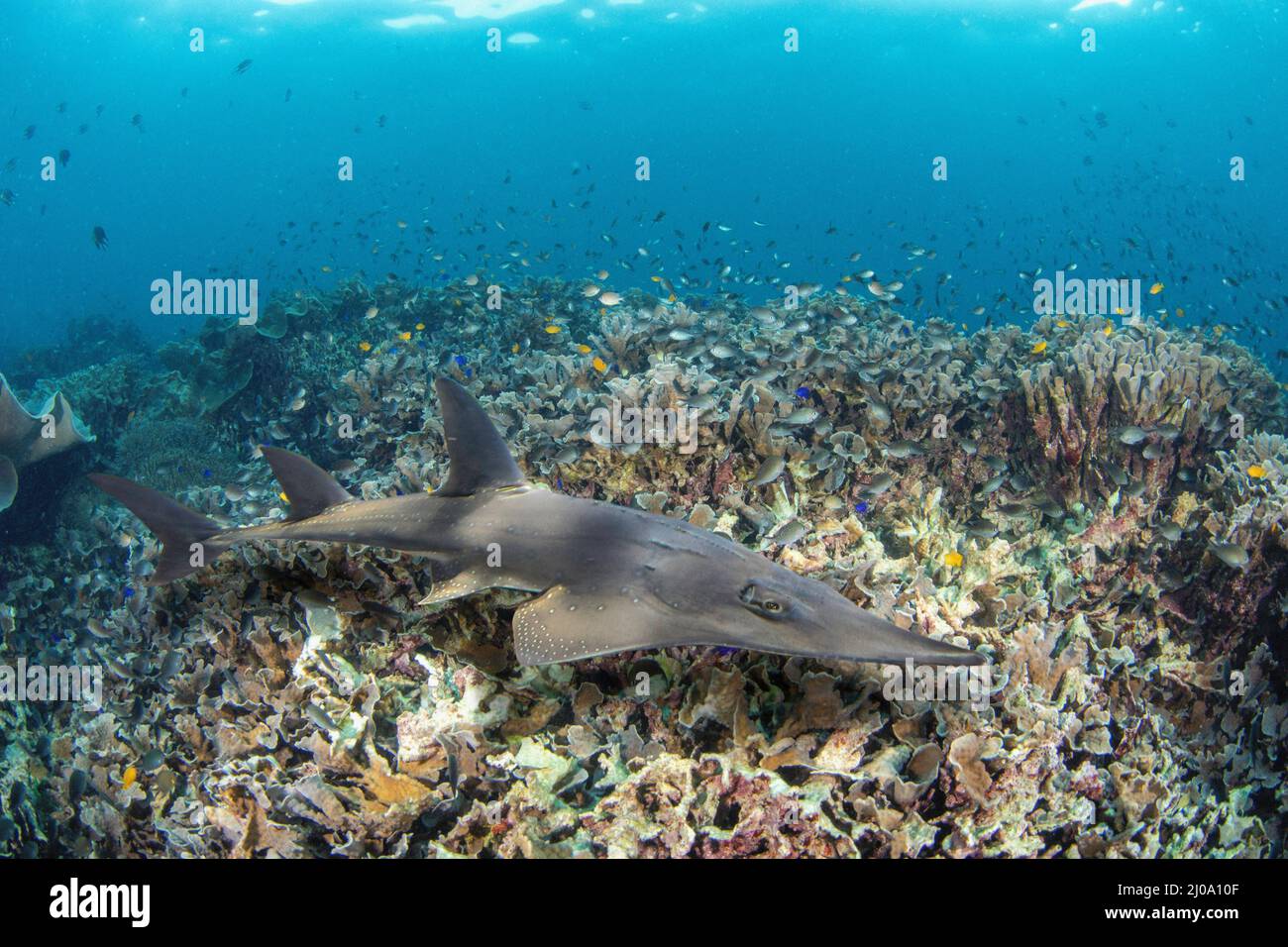 Bowmouth guitarfish Banque de photographies et d’images à haute ...