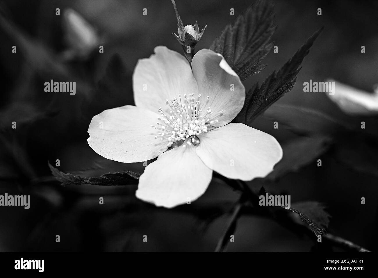 Fleur en noir et blanc Banque d'images noir et blanc - Alamy