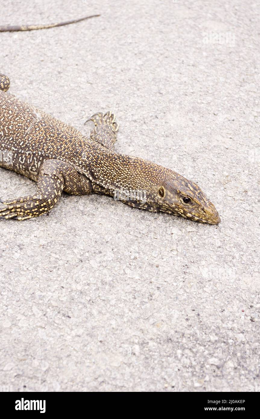 Asia malaysia monitor lizards varanus Banque de photographies et d ...