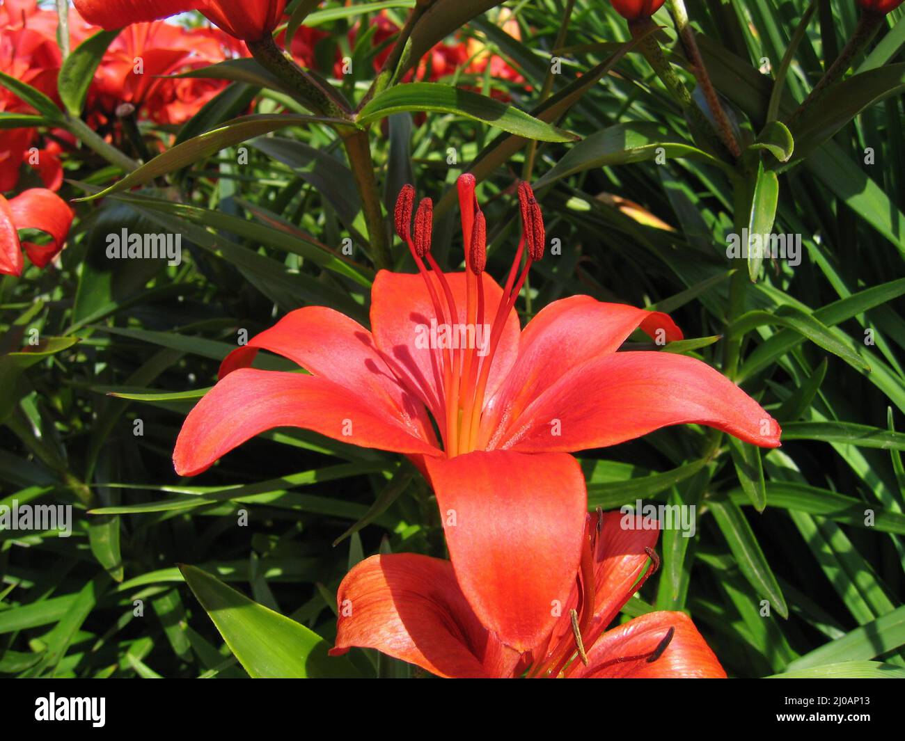 Lilium rubrum Banque d'image et photos - Alamy
