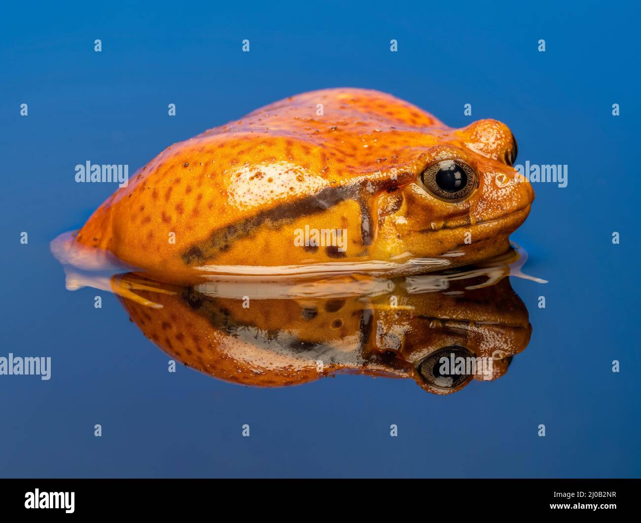 Grenouille Tomate De Madagascar Banque d'image et photos - Alamy