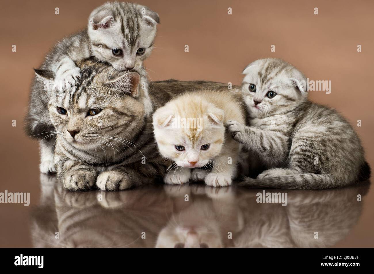 Des chat Banque de photographies et d’images à haute résolution - Alamy