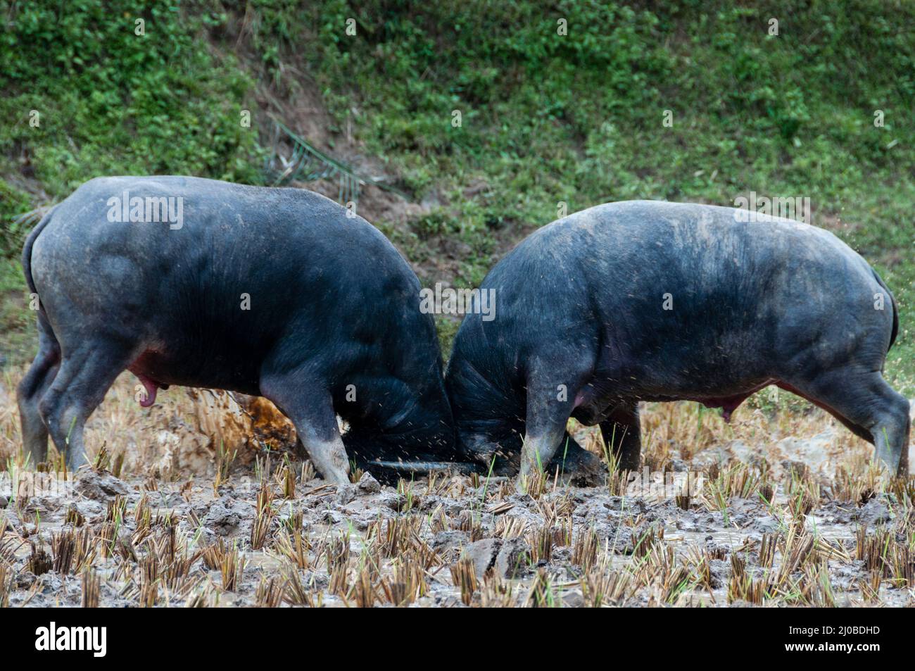 Combat de boue Banque de photographies et d’images à haute résolution ...