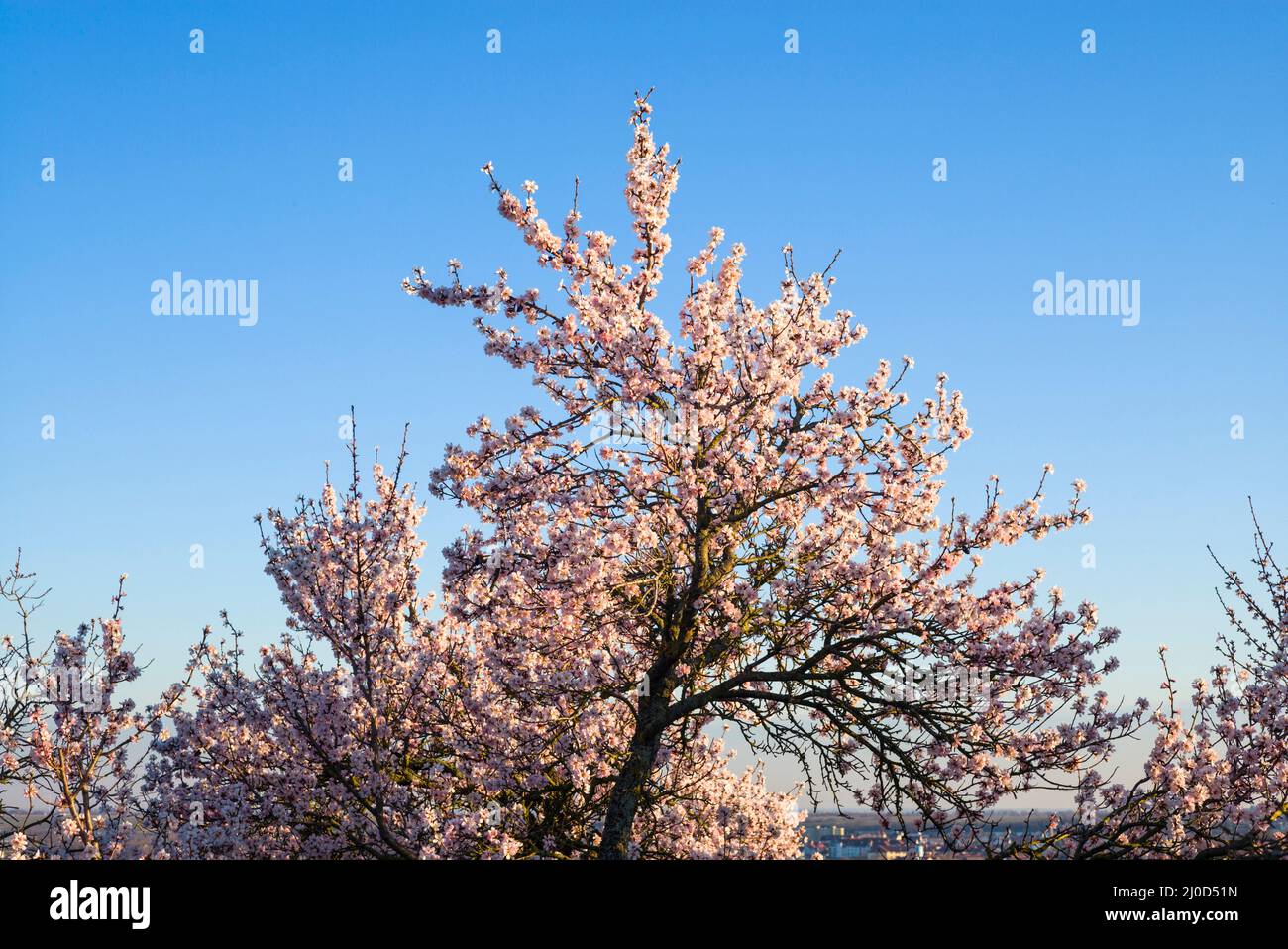 Amandier en fleurs Banque de photographies et d’images à haute ...