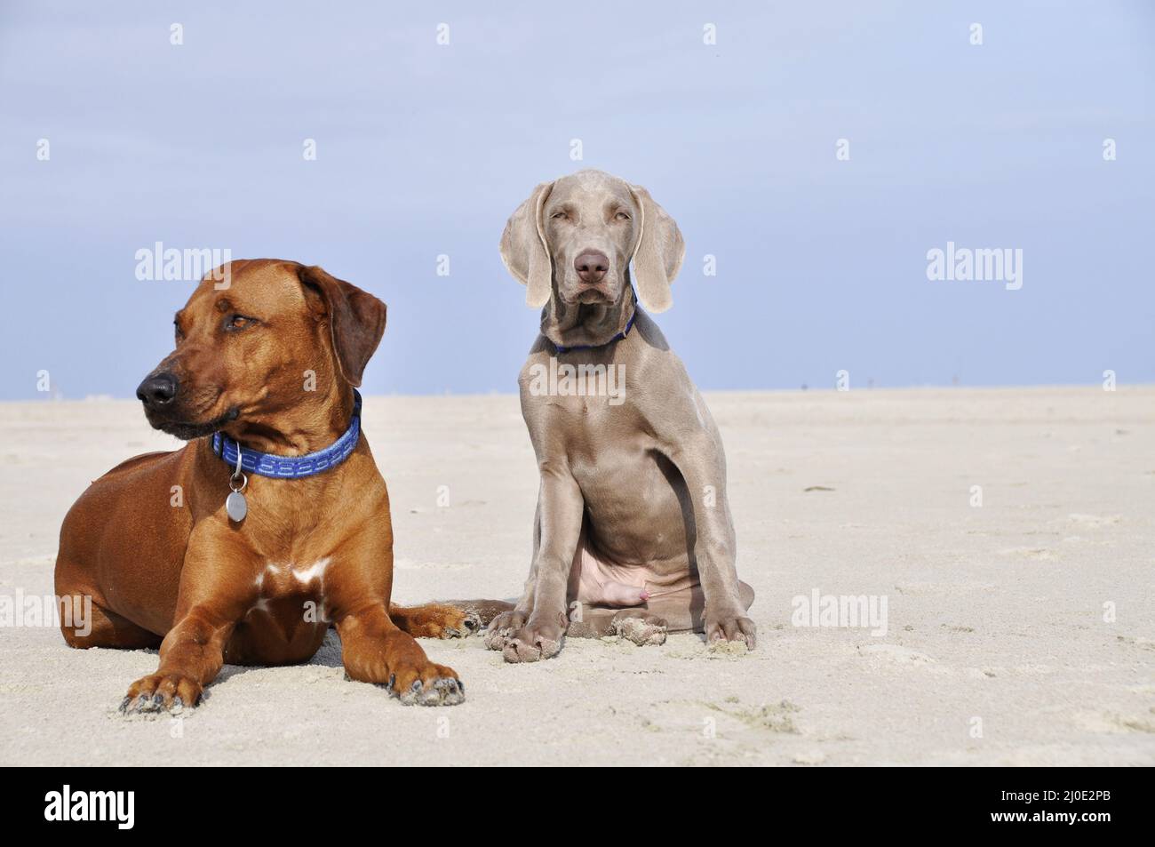 Weimaraner and rhodesian ridgeback Banque de photographies et d’images ...