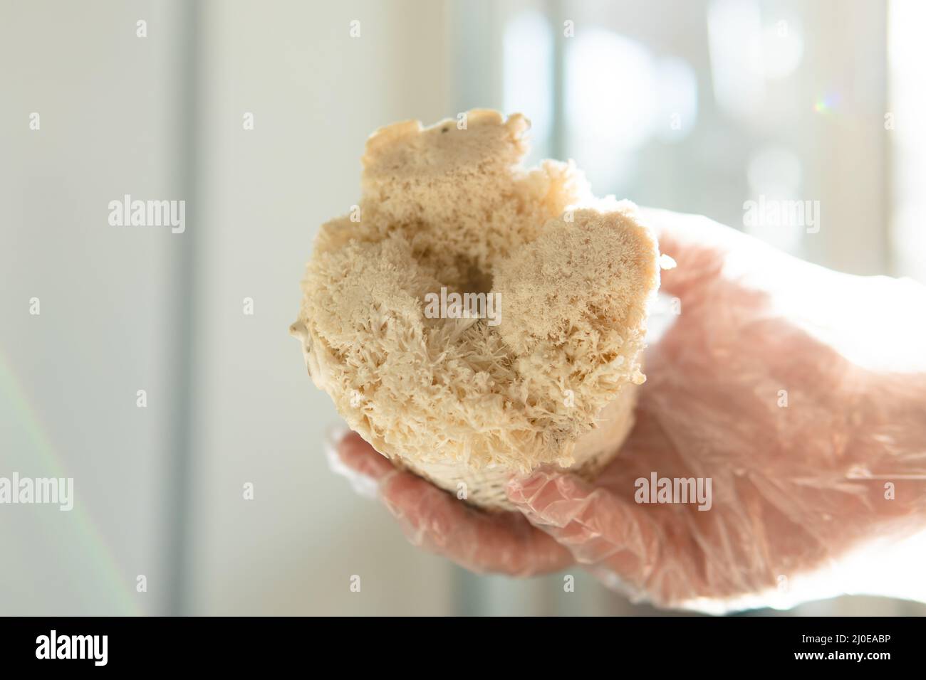 champignons de croissance de la manne de lion. Blocs prêts à porter de ...