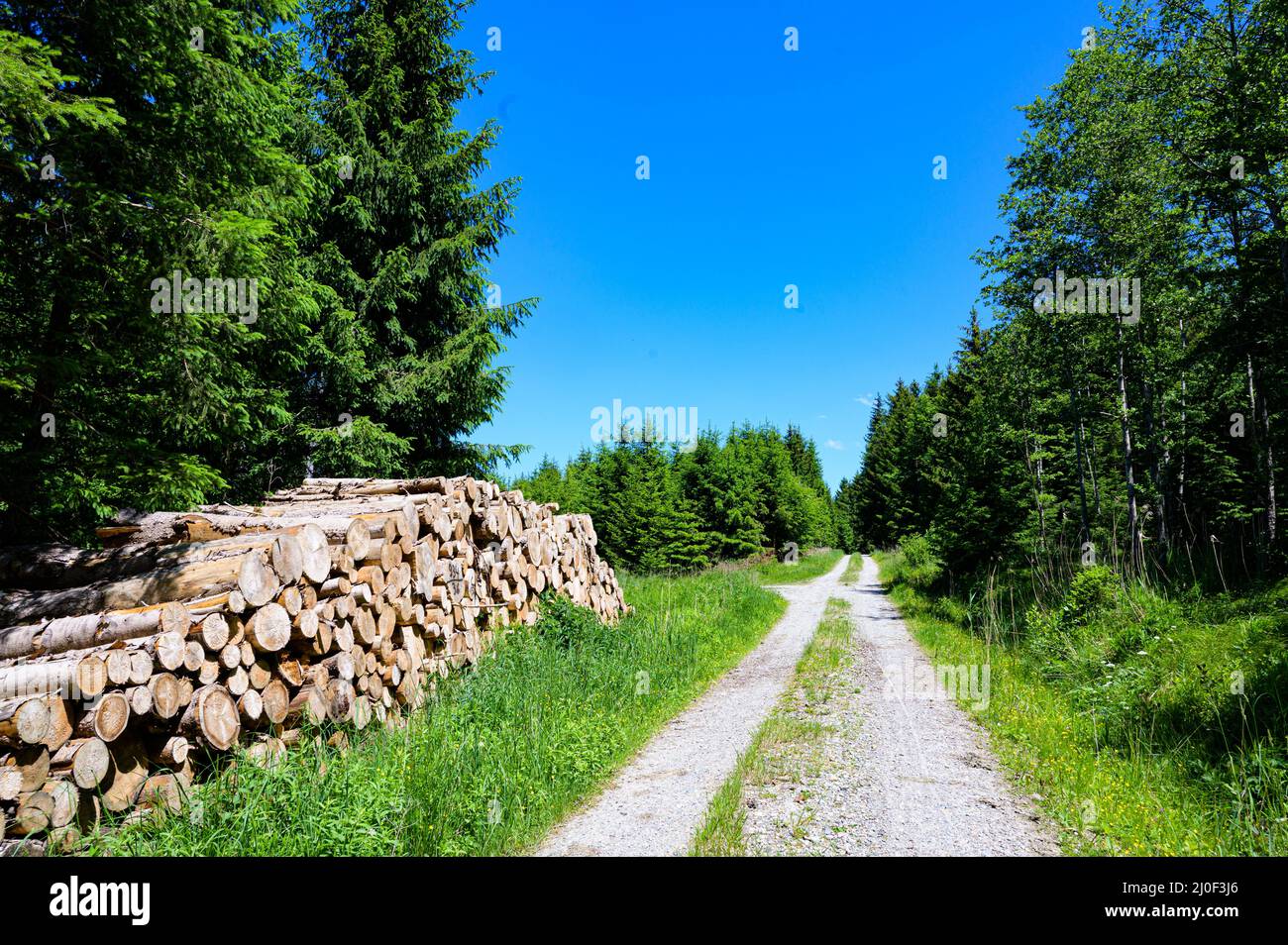Chemin en forêt Banque de photographies et d’images à haute résolution ...