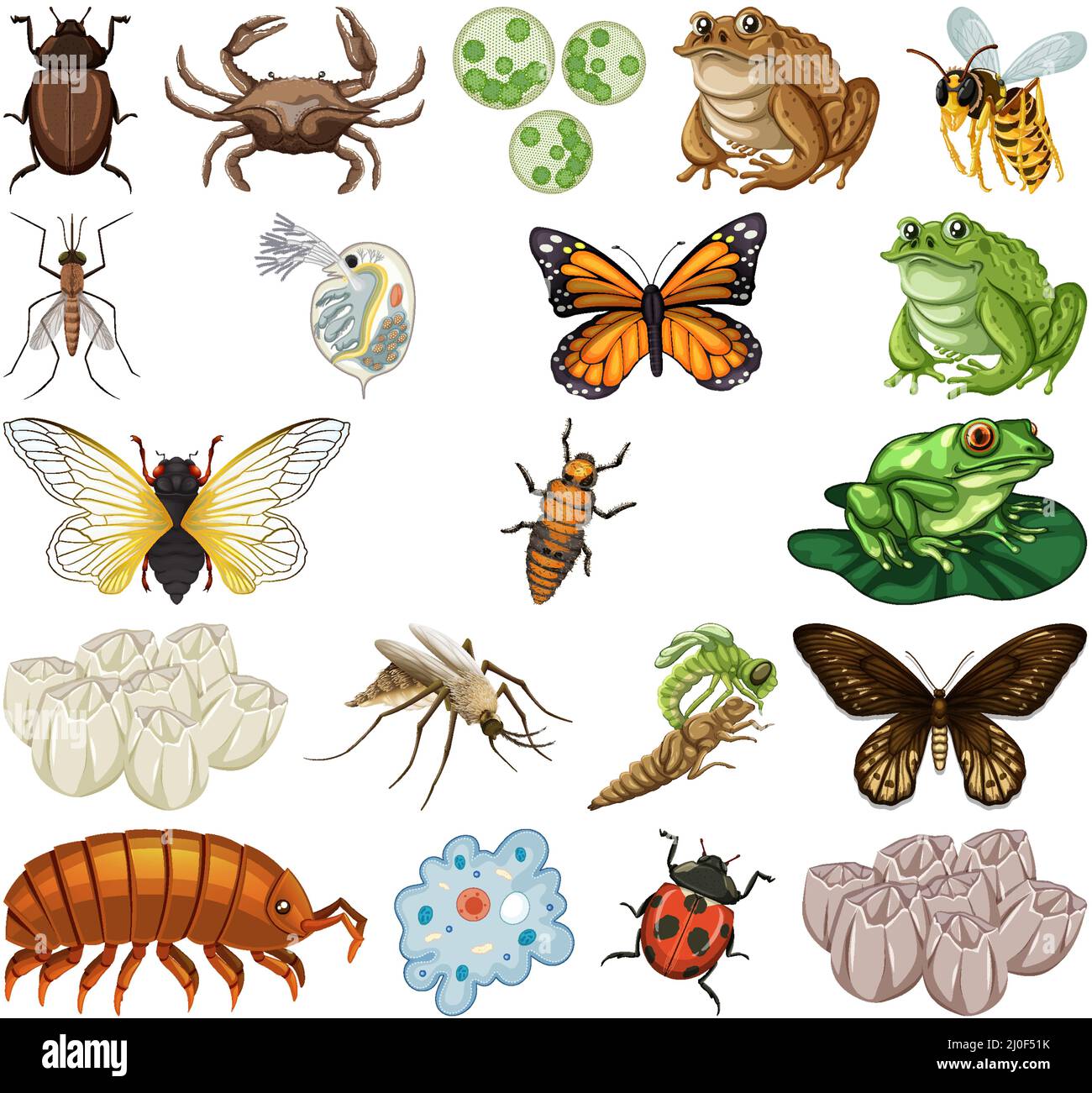 Différents types d'insectes et d'animaux sur fond blanc illustration ...
