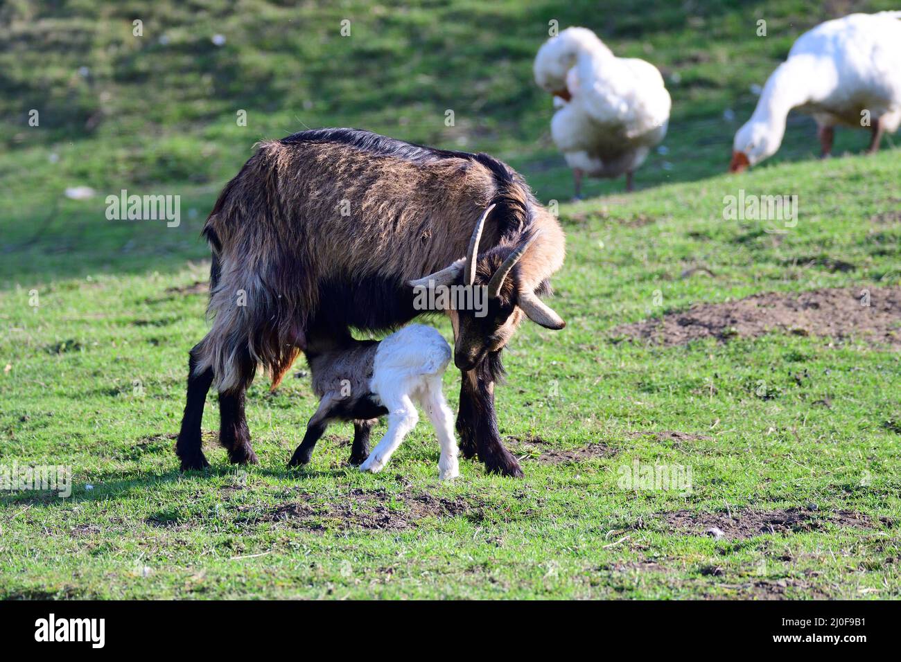 Chèvre de thuringe Banque de photographies et d’images à haute ...