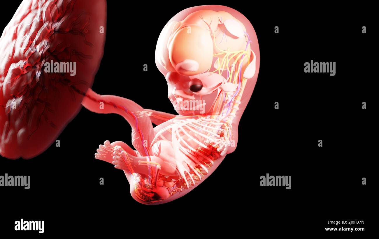 Squelette humain enceinte Banque de photographies et d’images à haute ...