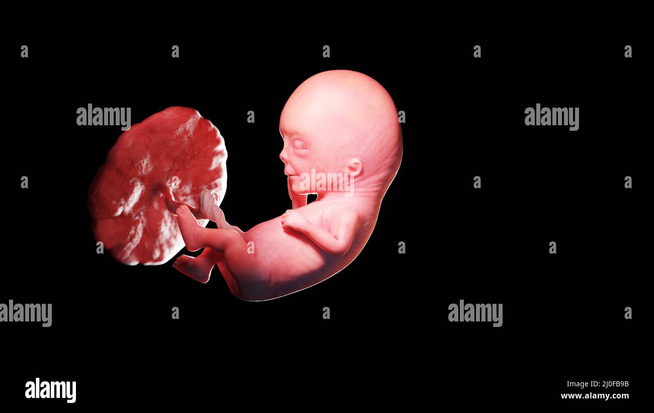 Foetus de 12 semaines Banque de photographies et d’images à haute ...