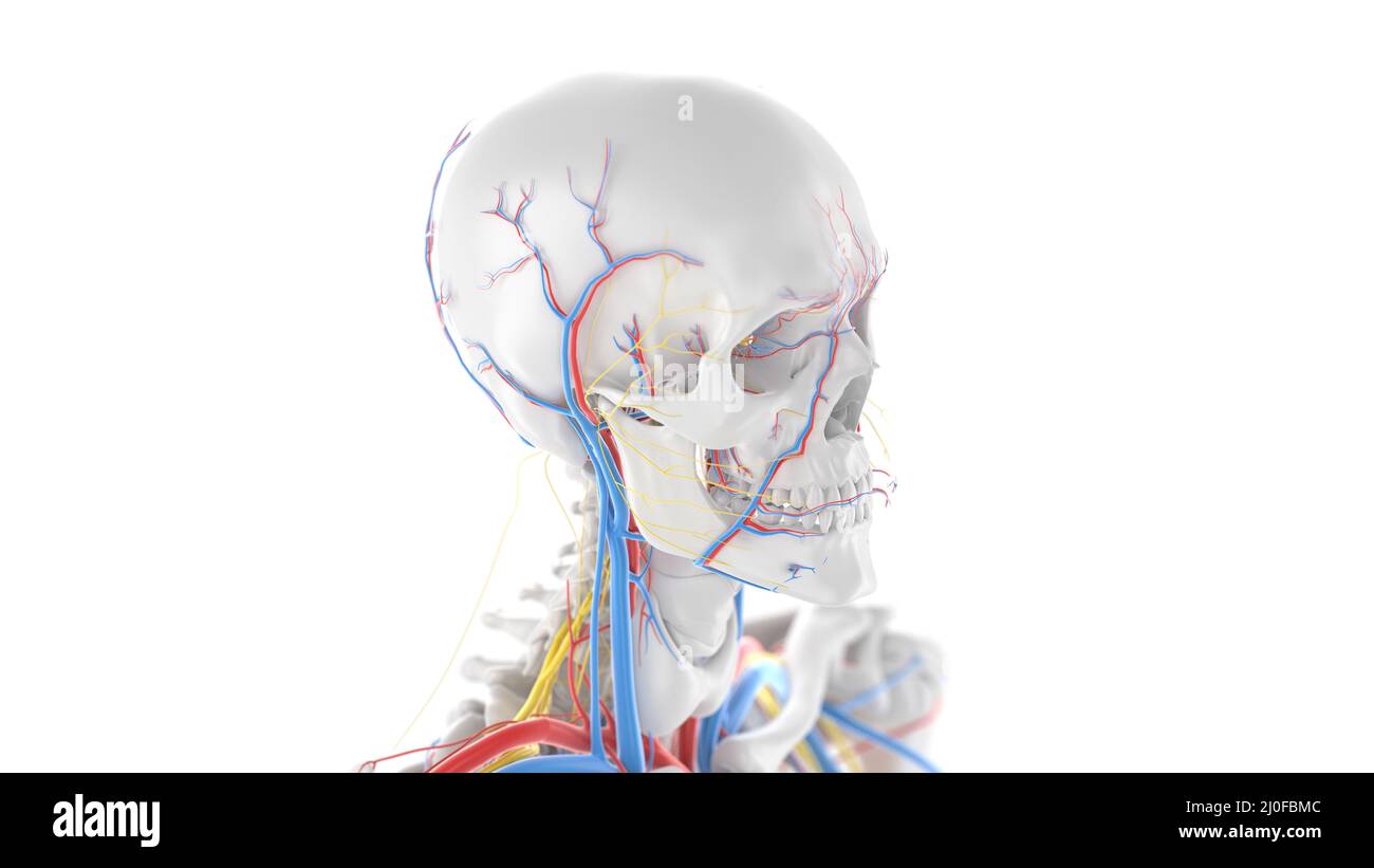 Anatomie de la tête, illustration Photo Stock - Alamy