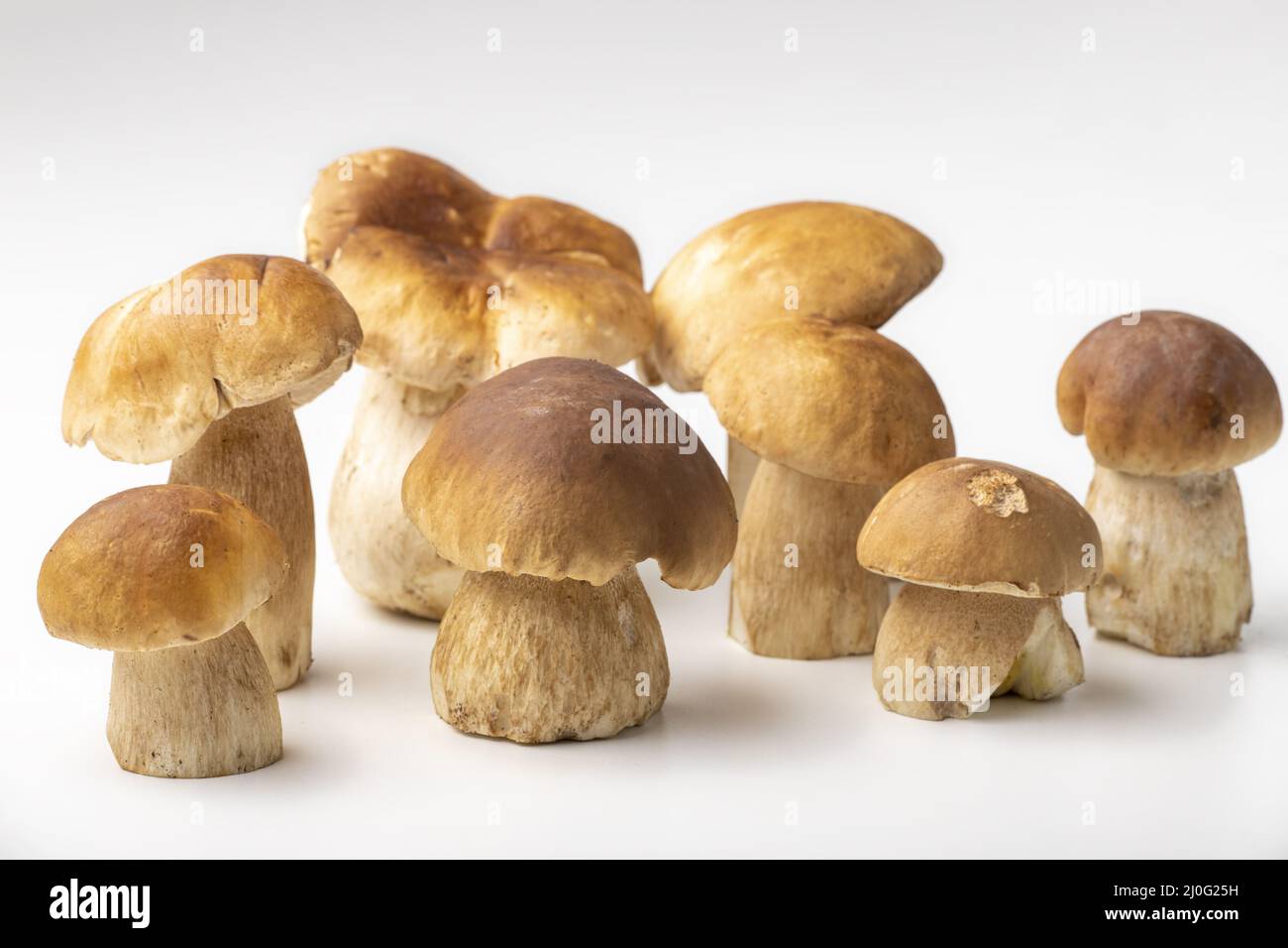 Boletus edulis fond blanc Banque de photographies et d’images à haute résolution - Alamy