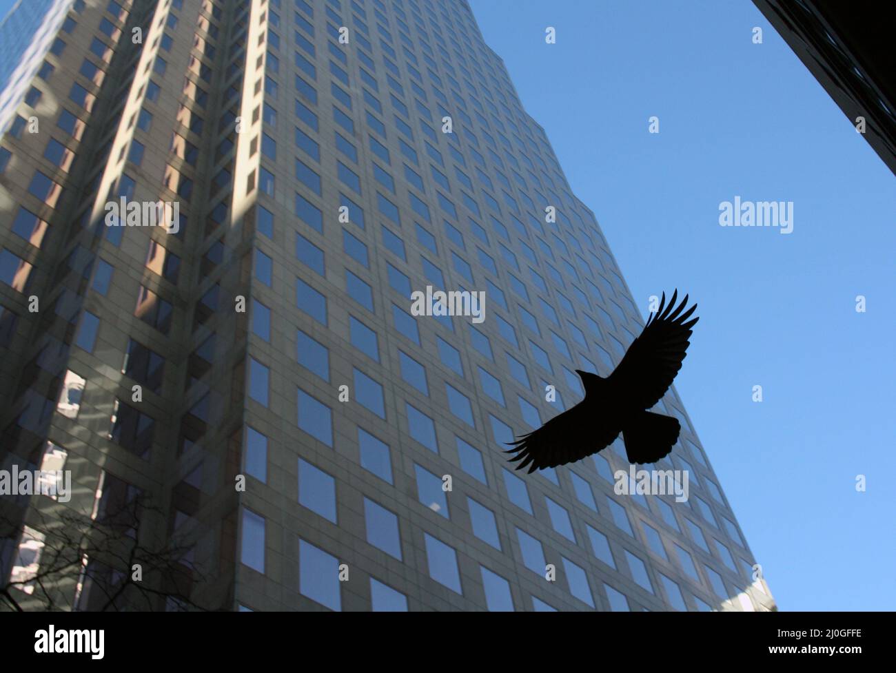 Photo d'un oiseau du Nid-de-Corbeau volant entre des édifices à hauteur ...