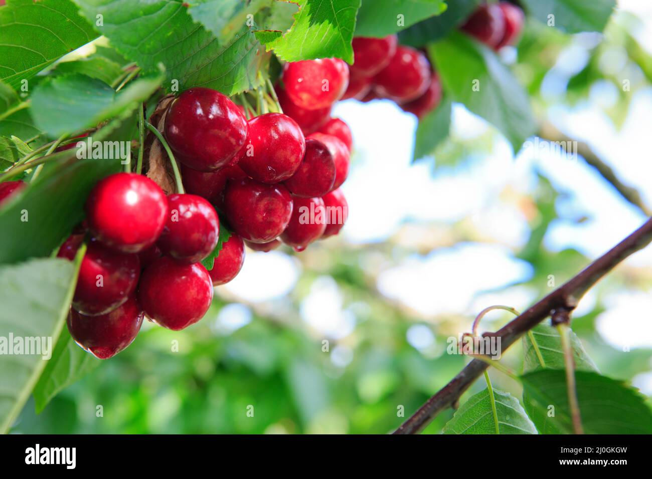 Cerises rouges sur un cerisier Banque de photographies et d’images à ...