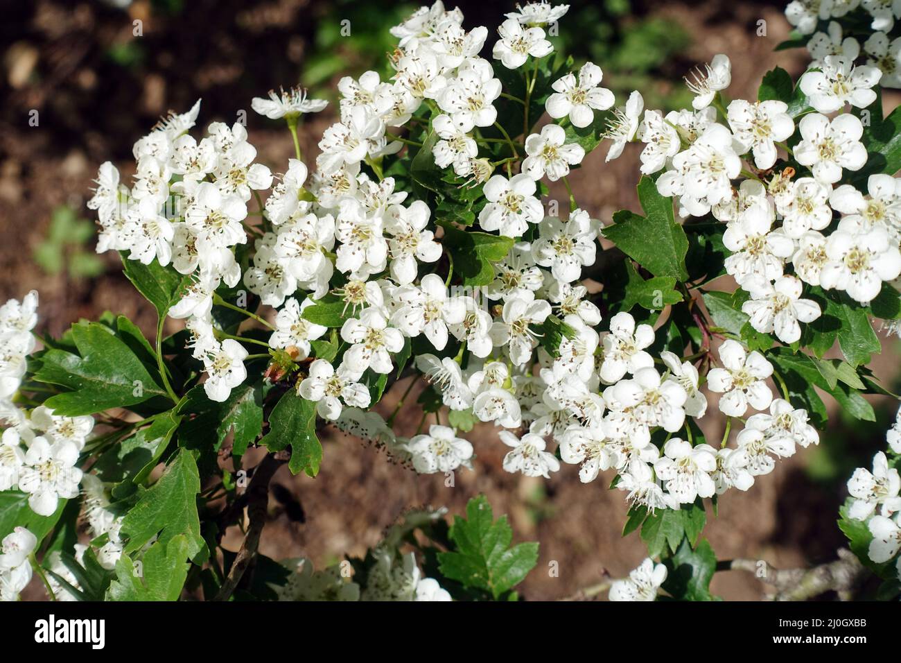 Crataegus sp Banque de photographies et d’images à haute résolution - Alamy