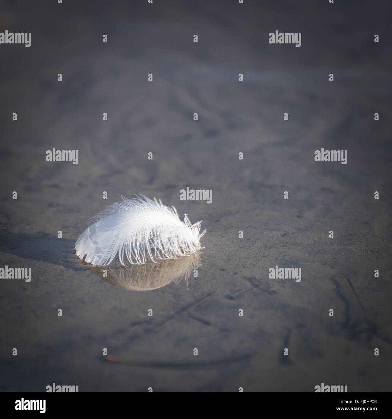 Plume de mer Banque de photographies et d’images à haute résolution - Alamy