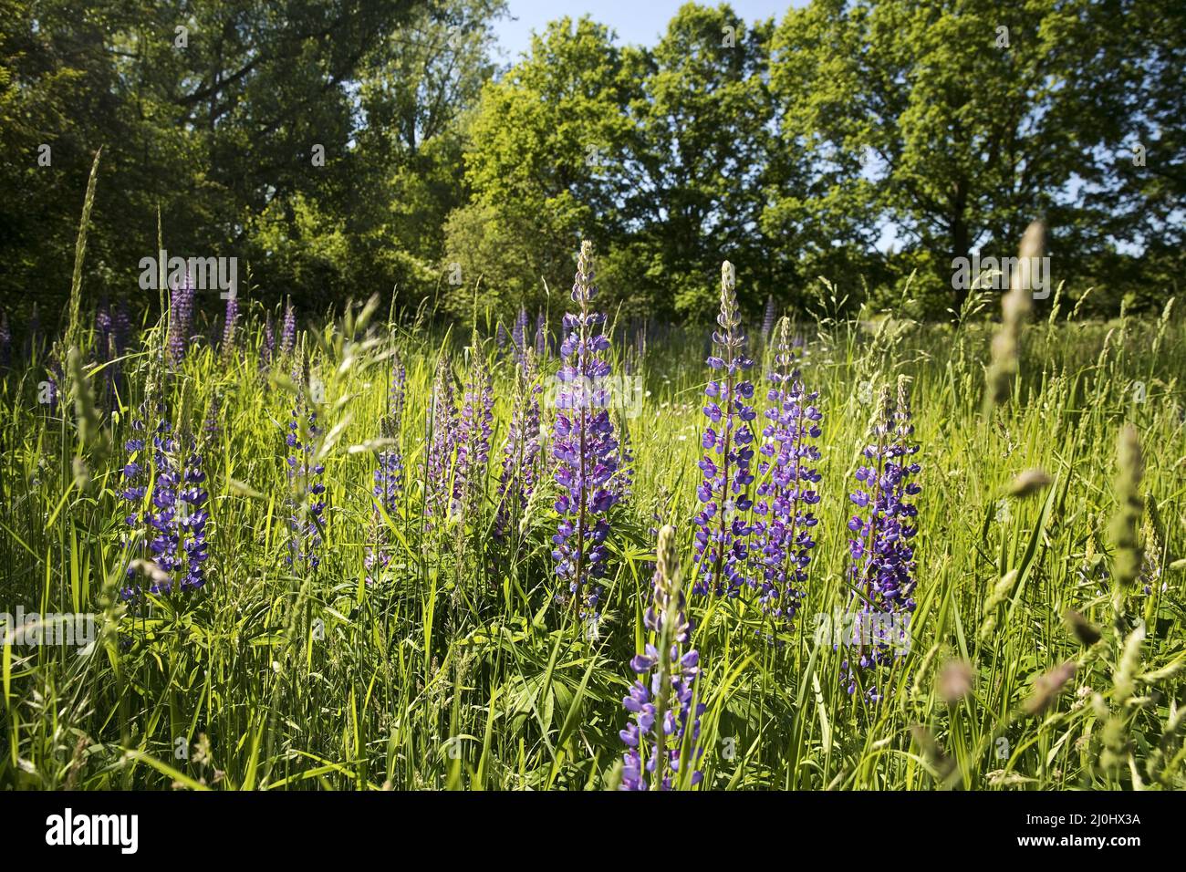 Lupinus au printemps Banque de photographies et d’images à haute ...