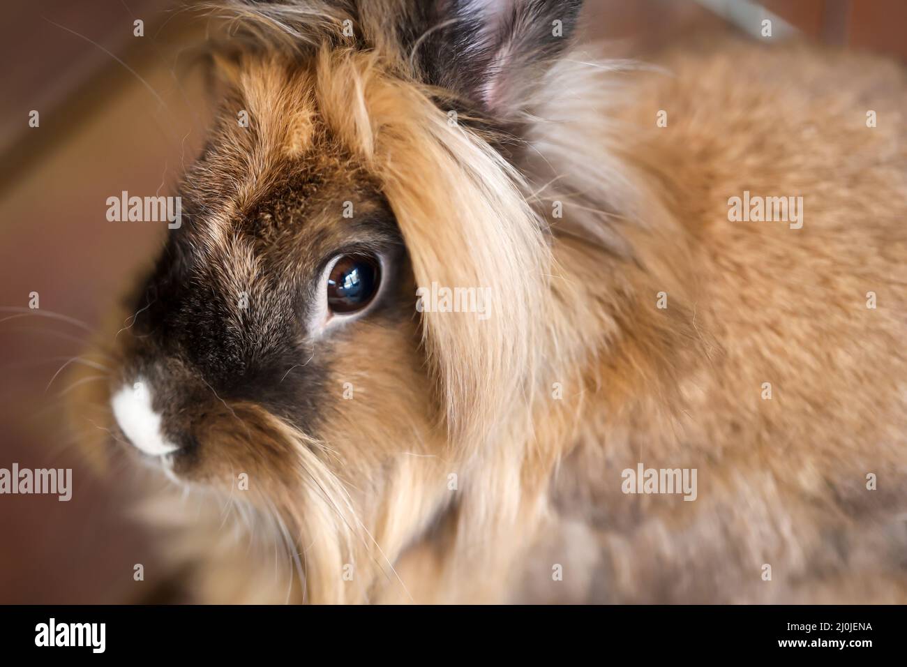 Lapin nain blanc et roux Banque de photographies et d’images à haute ...