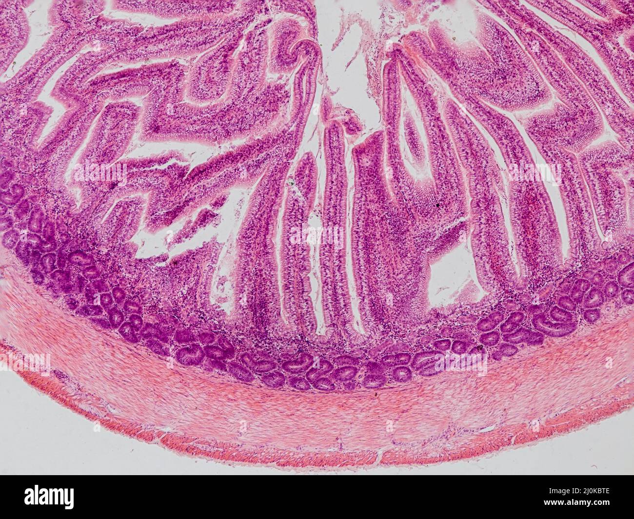 Histology intestin Banque de photographies et d’images à haute ...