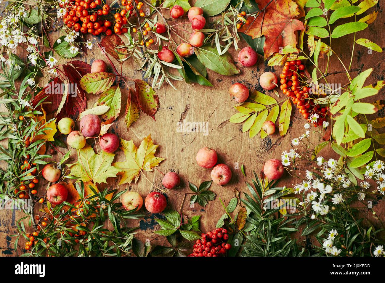 A quoi sert les pommettes sauvages Banque de photographies et d’images ...