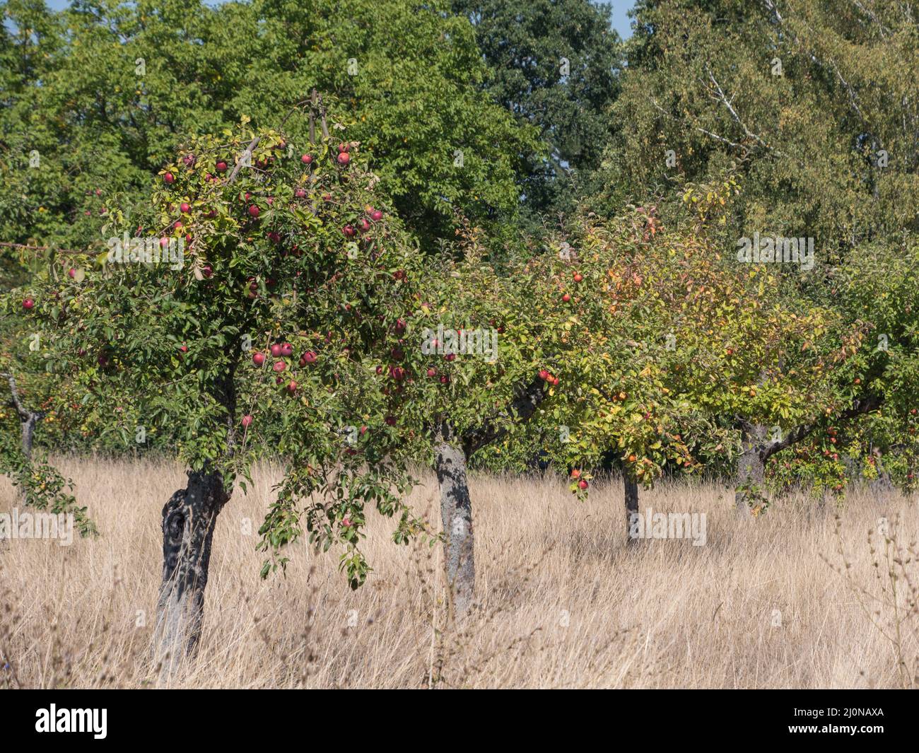 Verger de pommiers en automne Banque de photographies et d’images à ...