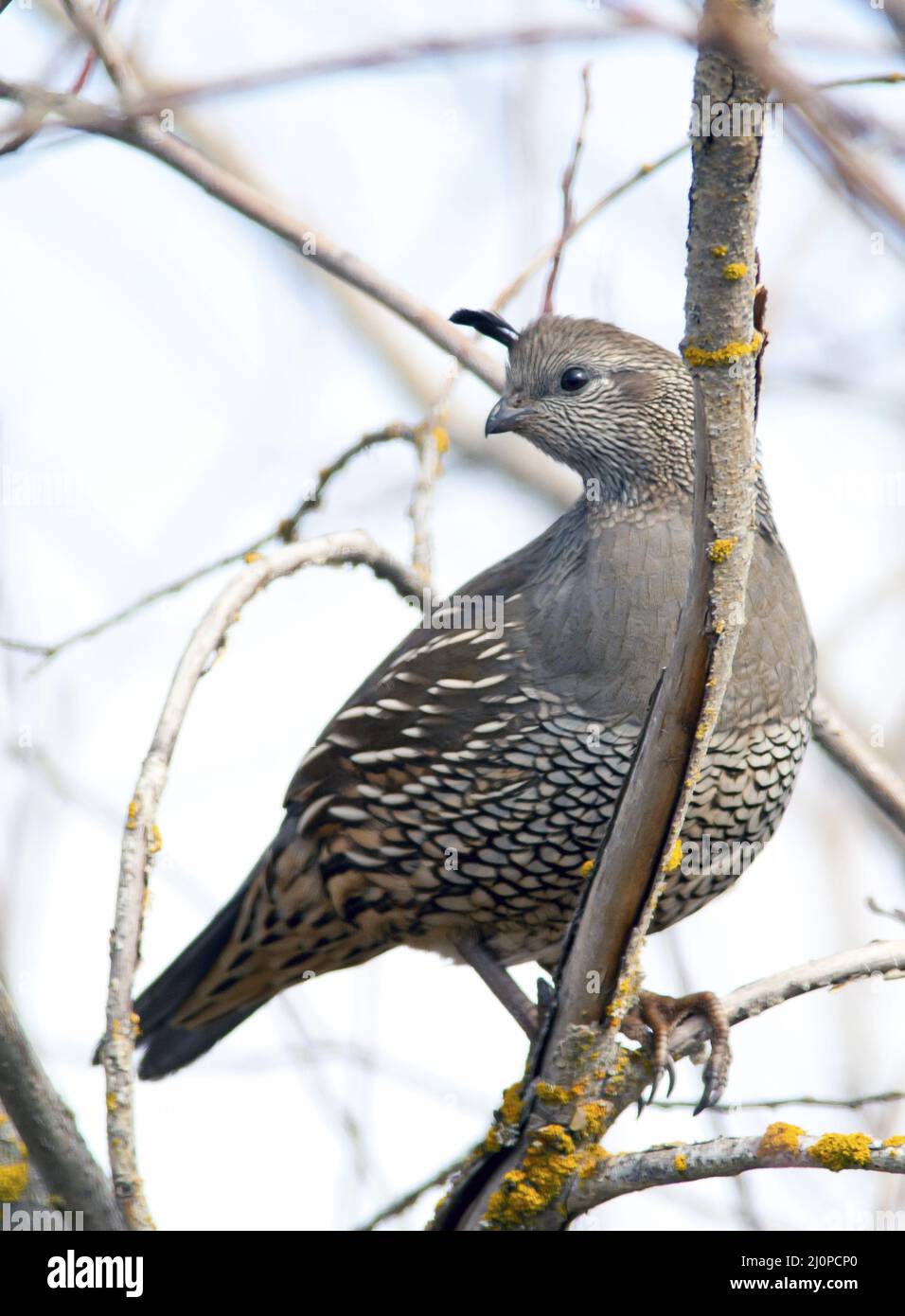 Une caille Banque de photographies et d’images à haute résolution - Alamy