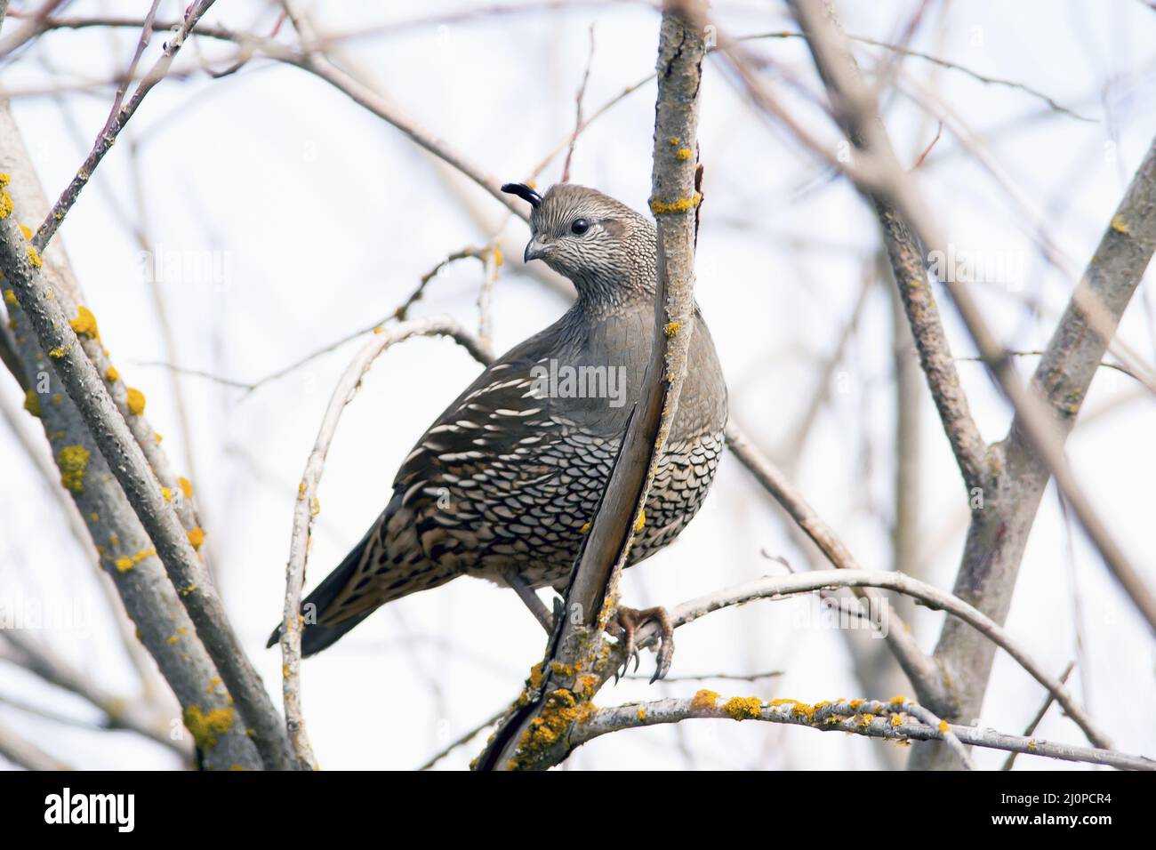Une caille Banque de photographies et d’images à haute résolution - Alamy