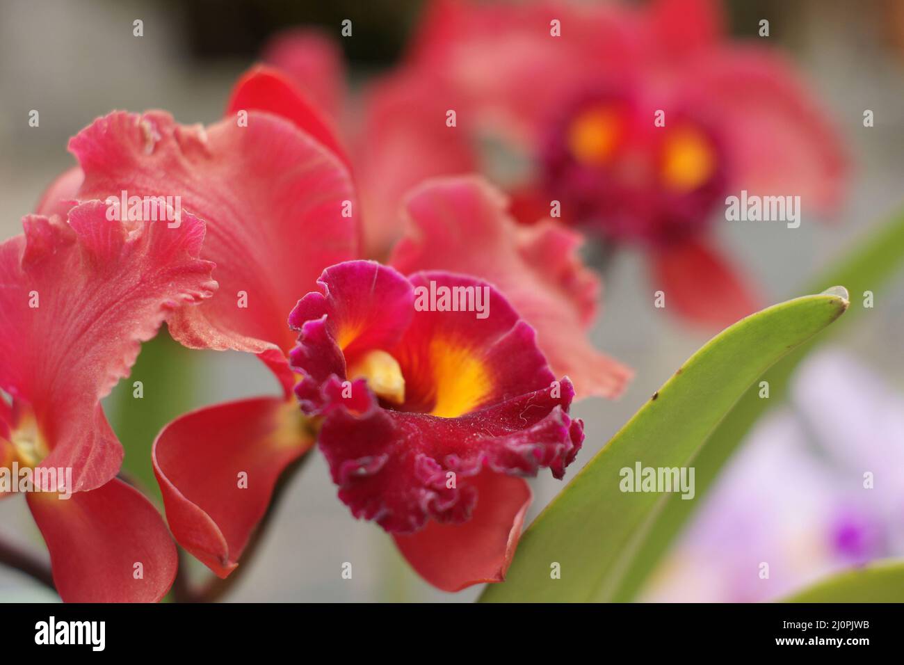 Orchidee potinara crabe rouge Banque de photographies et d’images à ...