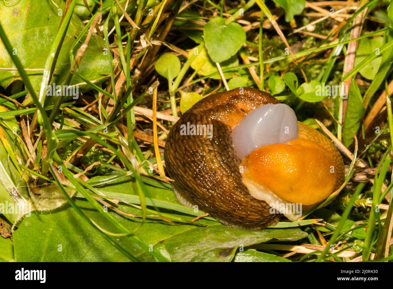 Accouplement des limaces Banque de photographies et d’images à haute ...