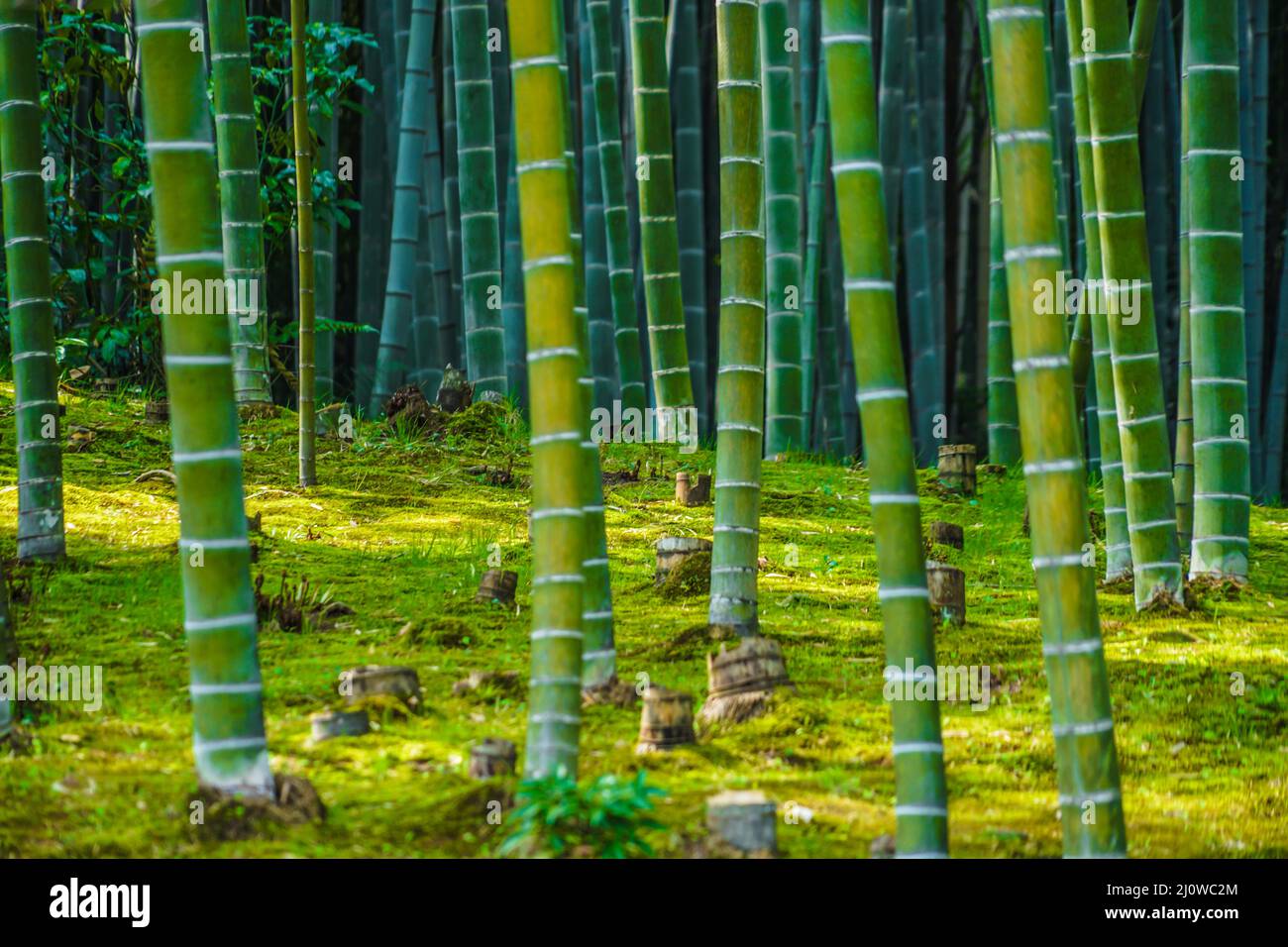 Forêt de bambous d'arashiyama Banque de photographies et d’images à haute résolution - Alamy