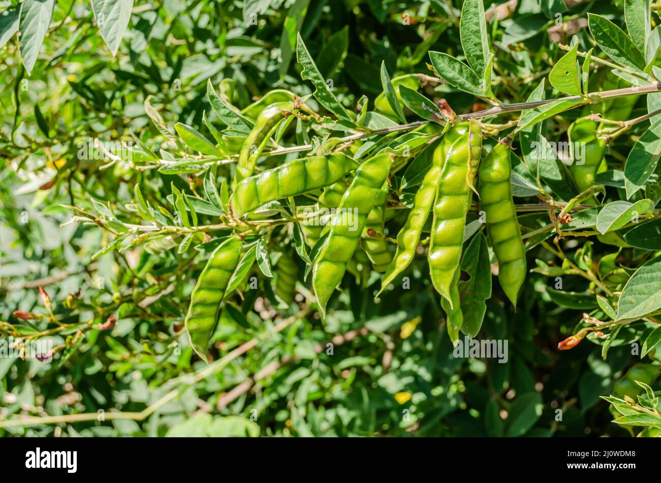 Gungo pea Banque de photographies et d’images à haute résolution - Alamy