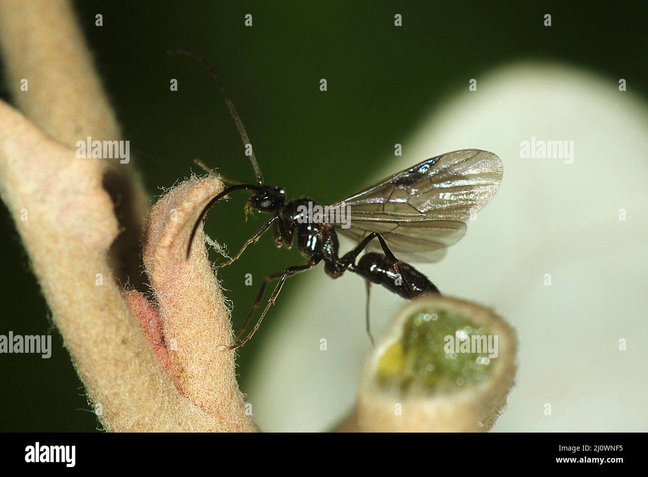 Fourmi ailee Banque de photographies et d’images à haute résolution - Alamy