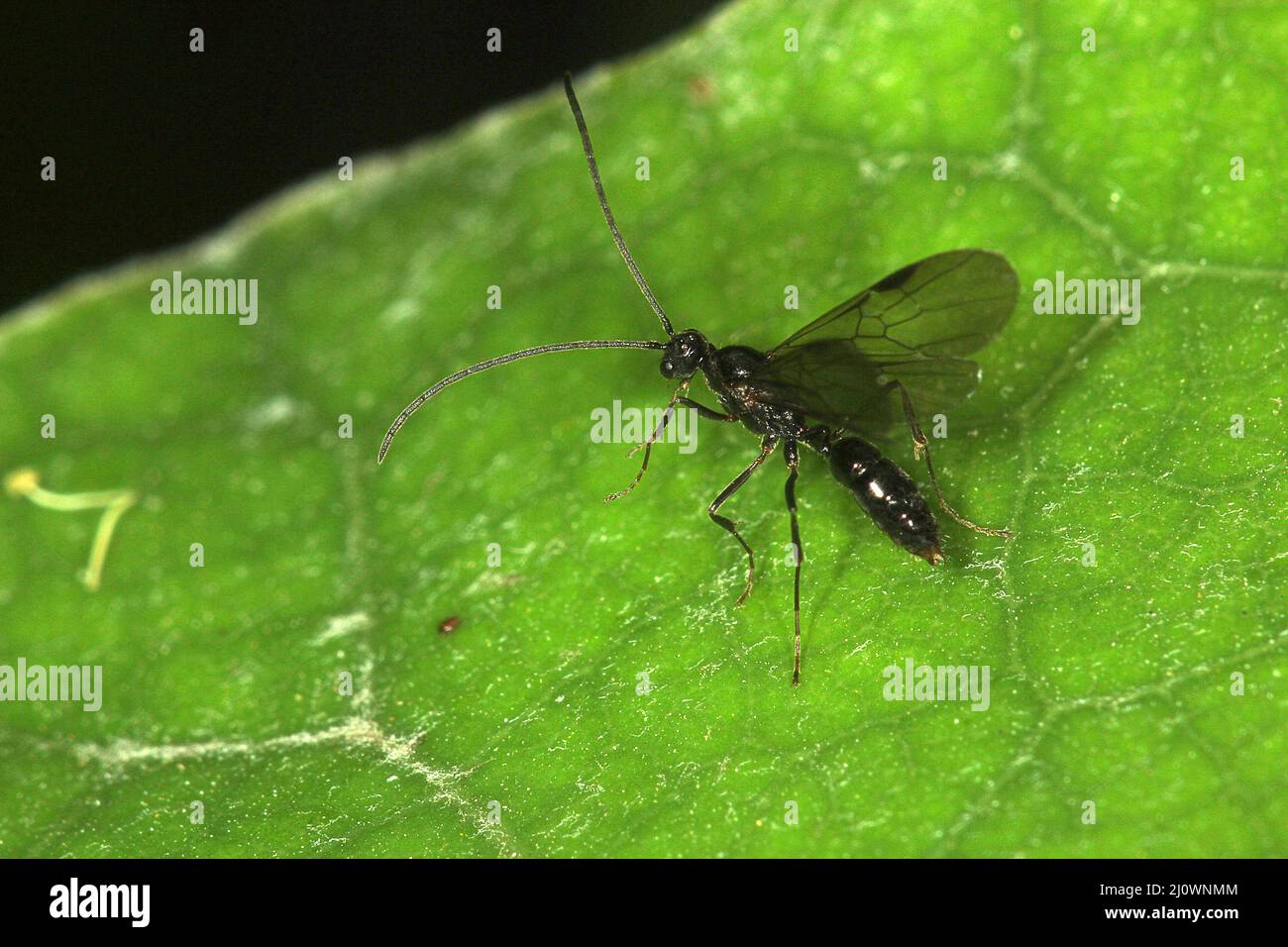 Fourmi ailee Banque de photographies et d’images à haute résolution - Alamy