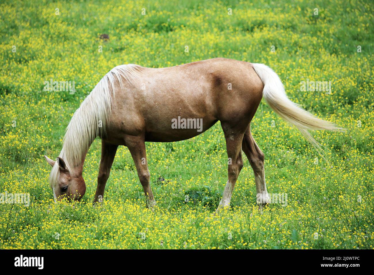 Pré cheval Banque de photographies et d’images à haute résolution - Alamy