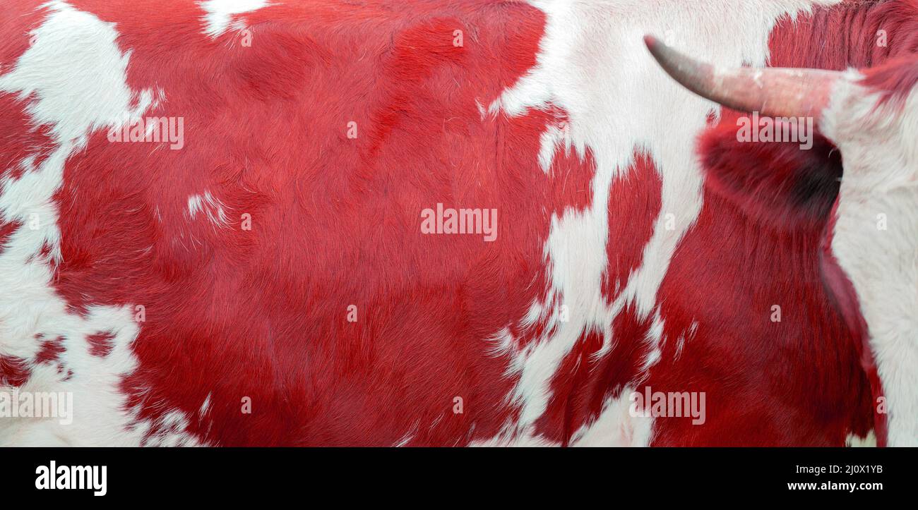 Conception de vache rouge Banque de photographies et d’images à haute ...