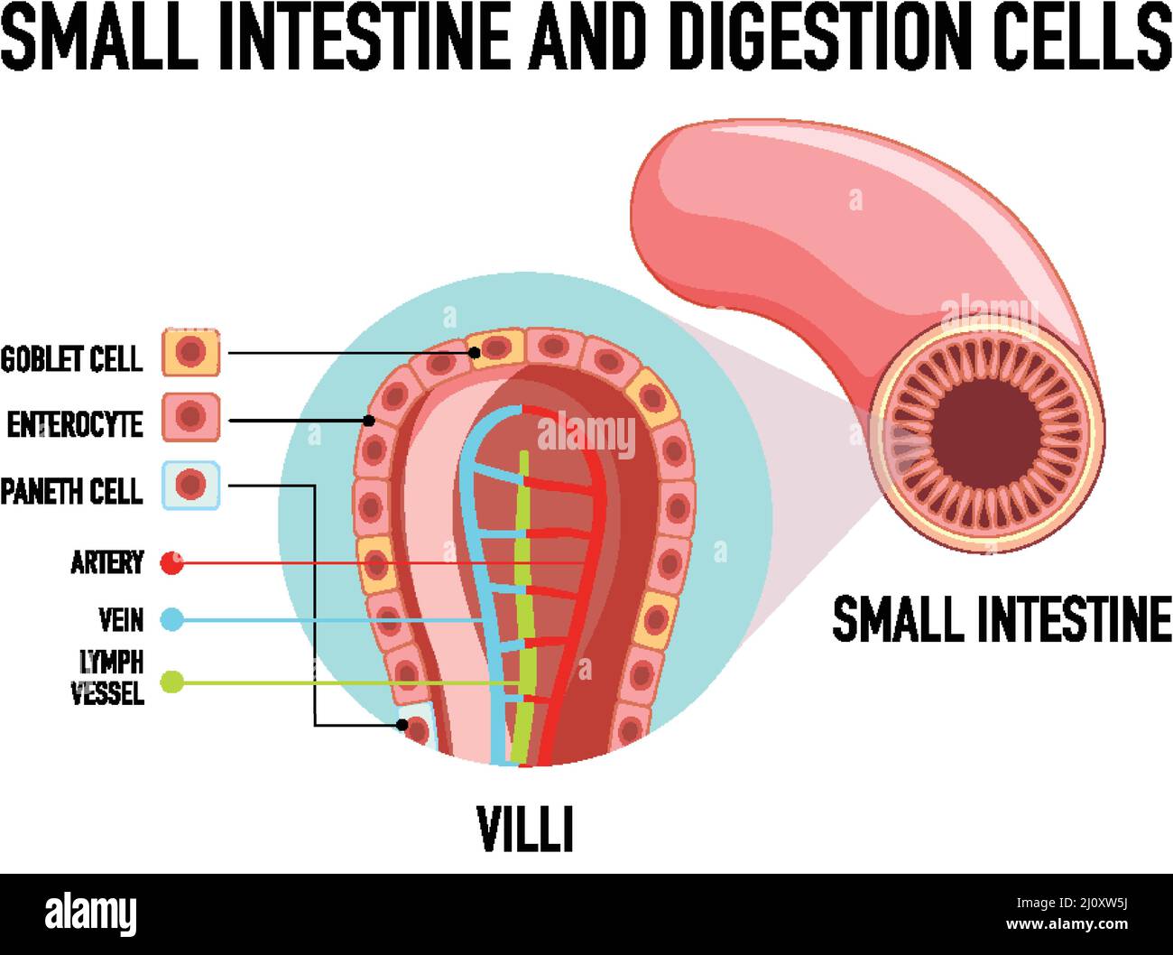 Schéma illustrant l'intestin grêle et la cellule de digestion Image ...