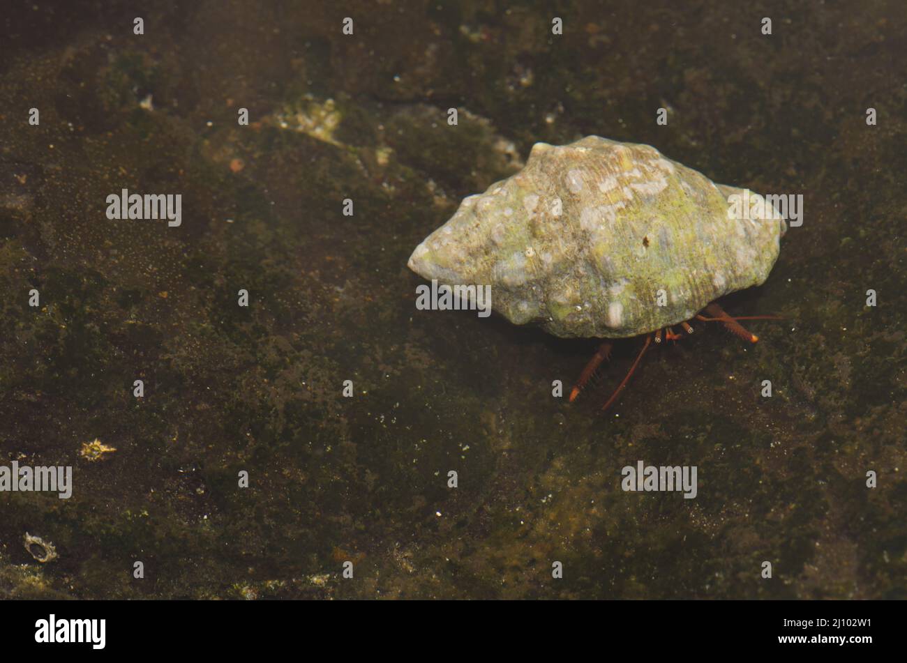 Crabe ermite Clibanarius aequabilis occupant un coquillage rocheuse à ...