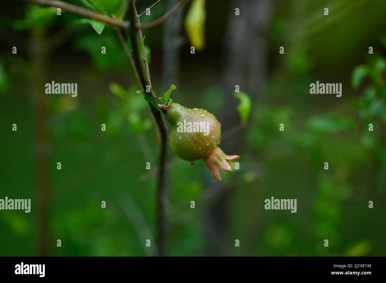 La photo montre un grenade. Jeunes fruits tropicaux verts. Le grenade ...