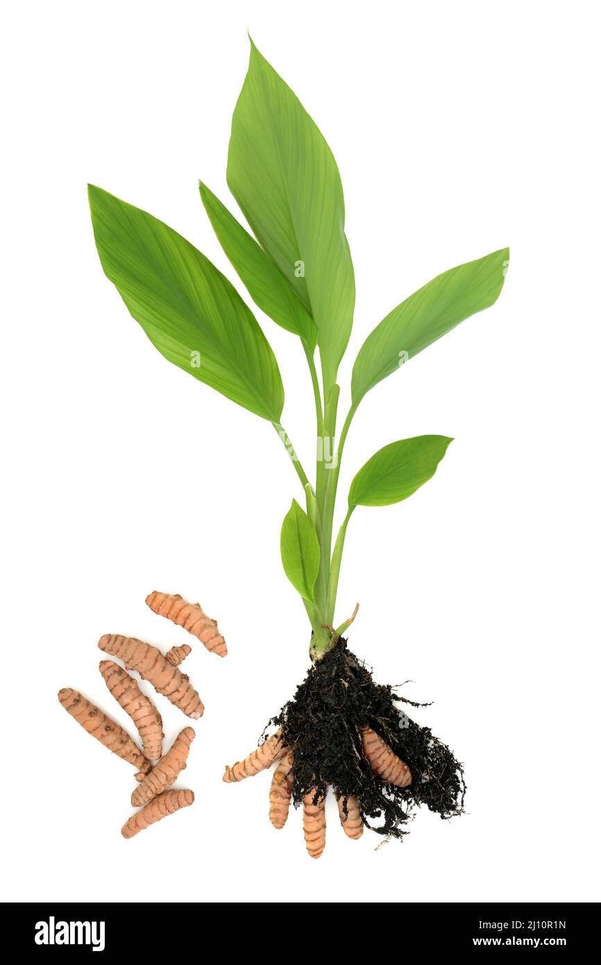 Plante curcuma et racine poussant dans la terre avec des racines libres ...