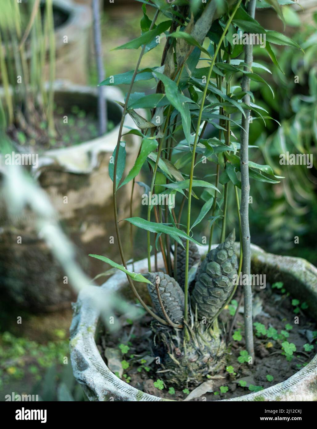 Palmier sagou japonais Banque de photographies et d’images à haute ...