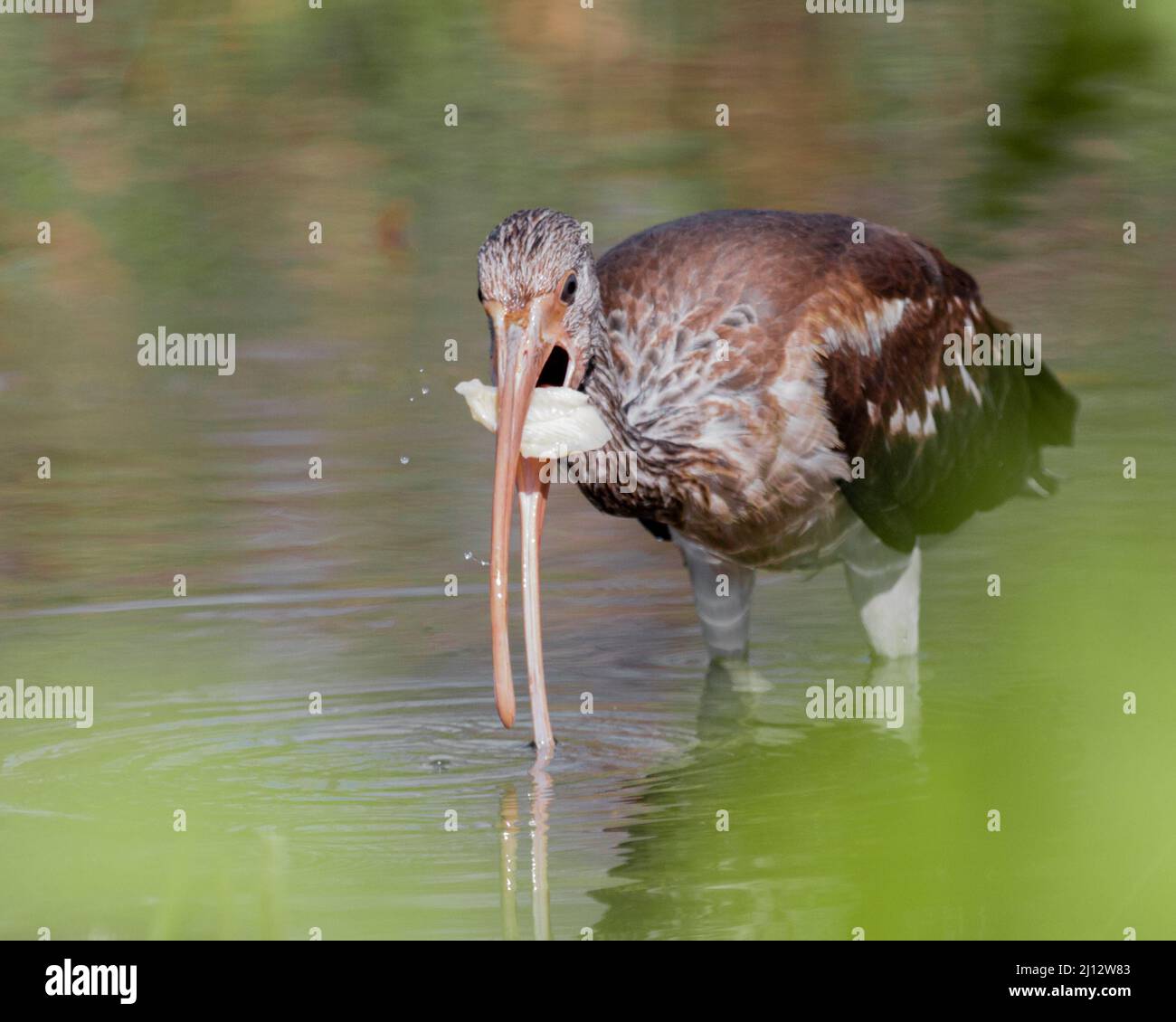 Photo sélective d'un Ibis mangeant de la viande de poisson dans l'eau ...