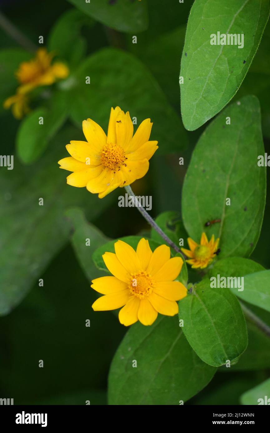 Melampodium divaricatum (également appelé barbe naissante dorée ...
