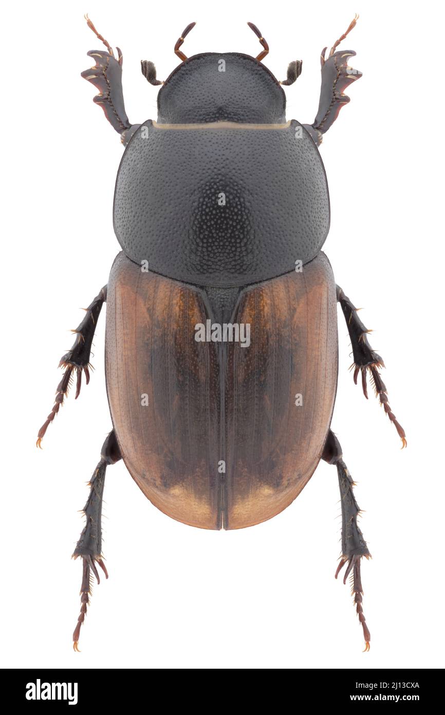 Aphodius erraticus Banque de photographies et d’images à haute résolution - Alamy
