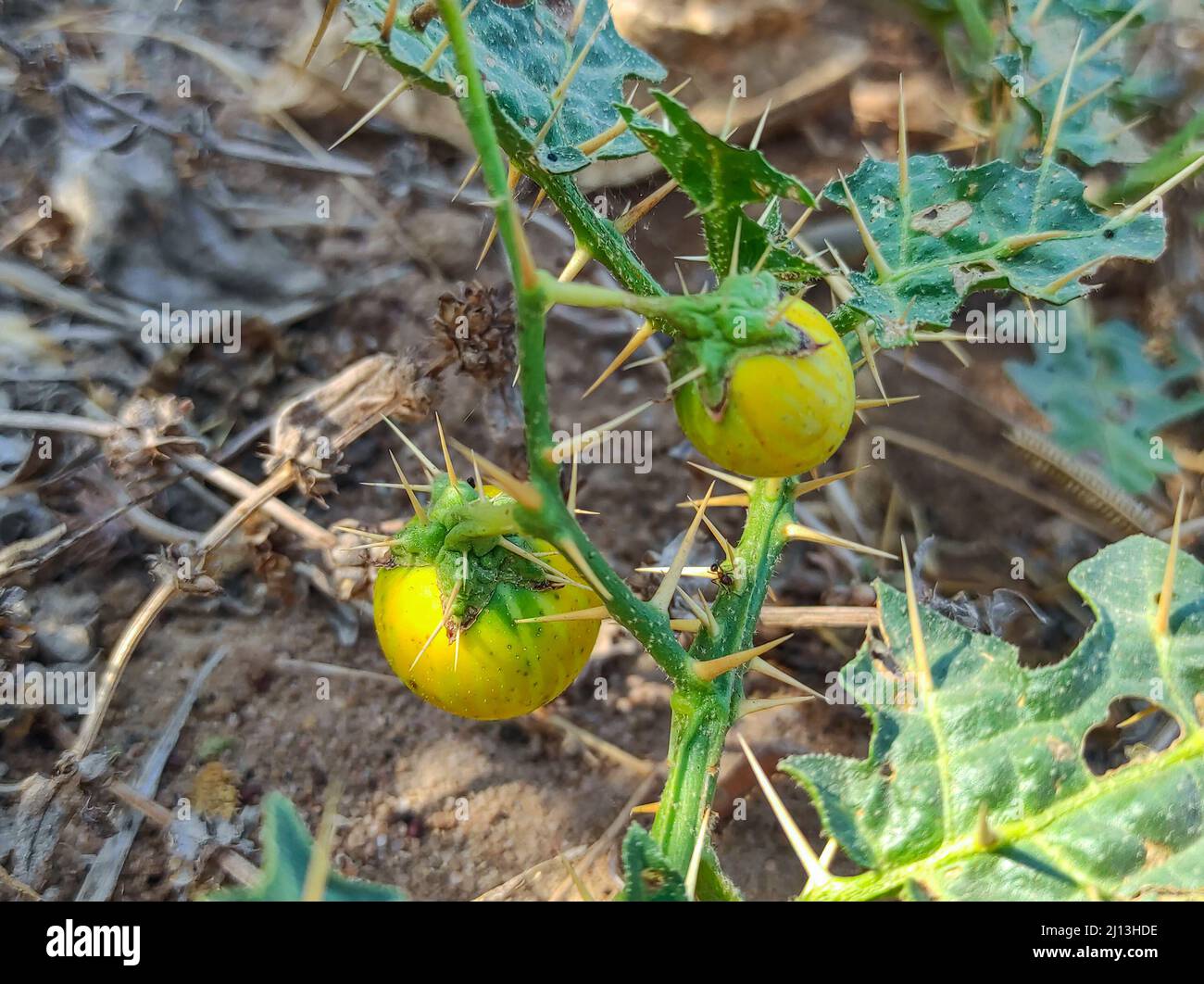 Indian flower names Banque de photographies et d’images à haute ...