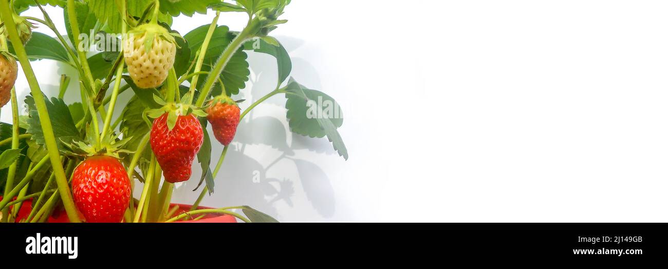 Plant de fraisier fond blanc Banque de photographies et d’images à ...