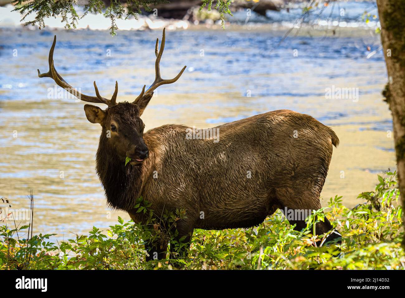 Gros plan du wapiti Roosevelt qui broutage près de la côte du lac Photo ...
