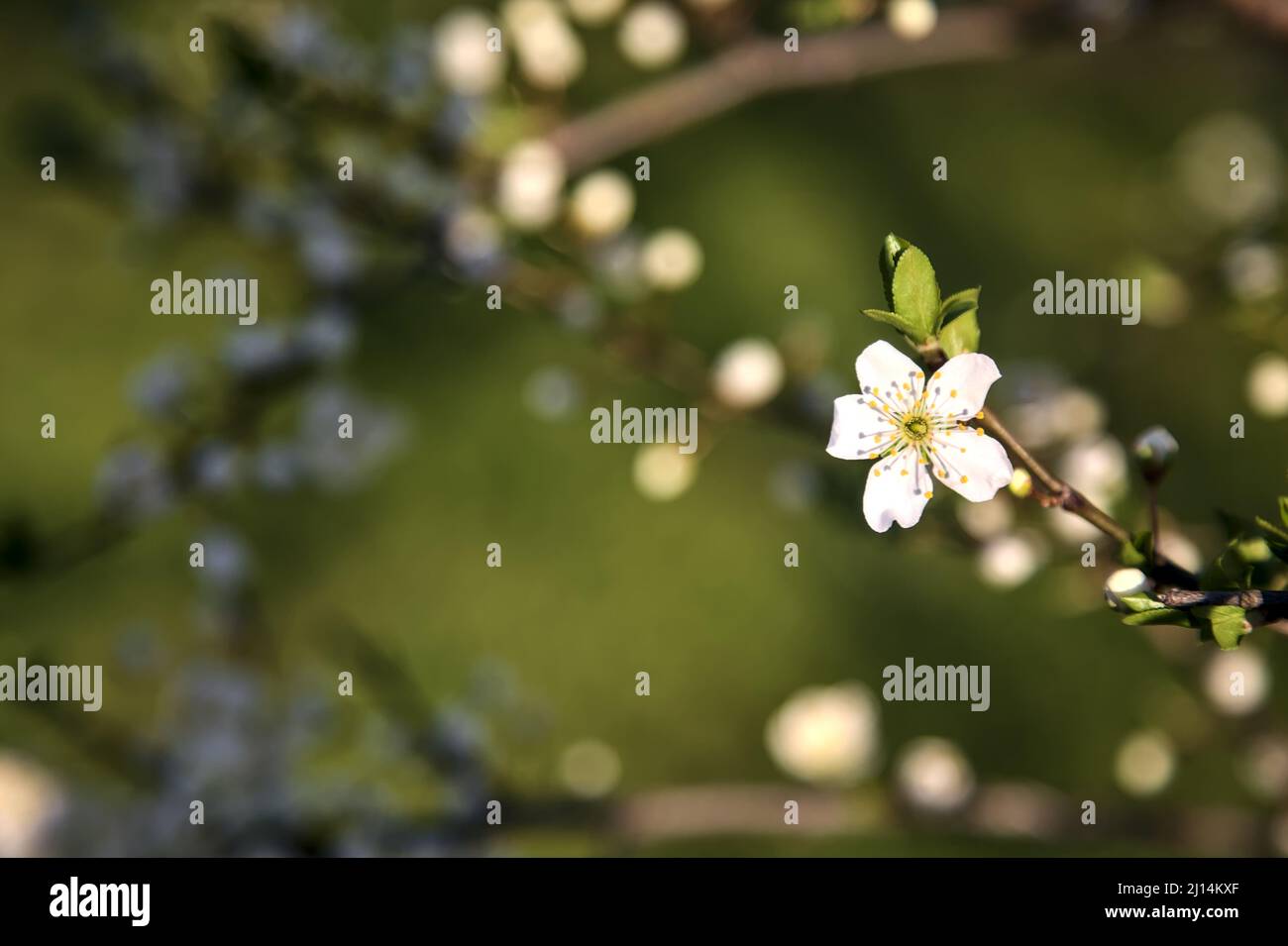 Dessin branche d'arbre en fleur Banque de photographies et d’images à ...